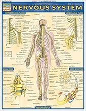 Nervous System Laminate Reference Chart | MyEnglishGuide.com